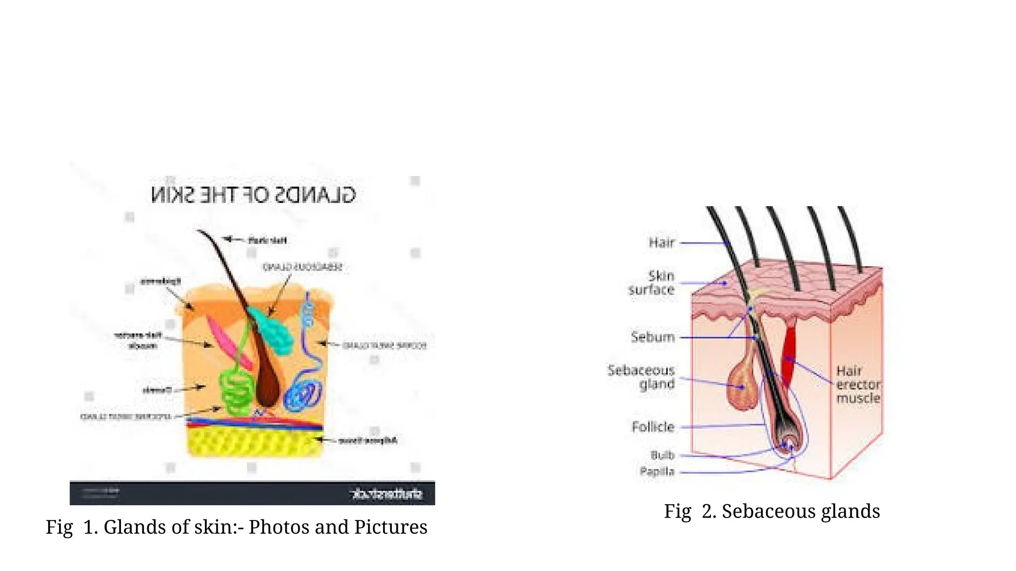 Skin_Glands_Structure_Secretion _Control | PPTX