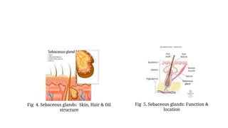 Skin_Glands_Structure_Secretion _Control | PPTX