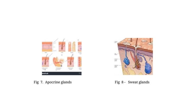 Skin_Glands_Structure_Secretion _Control | PPTX