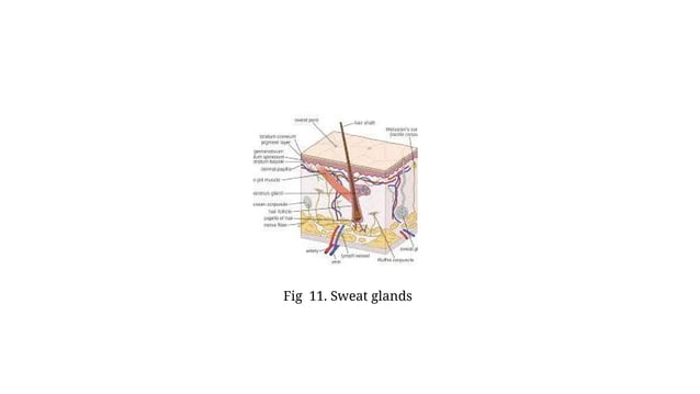 Skin_Glands_Structure_Secretion _Control | PPTX