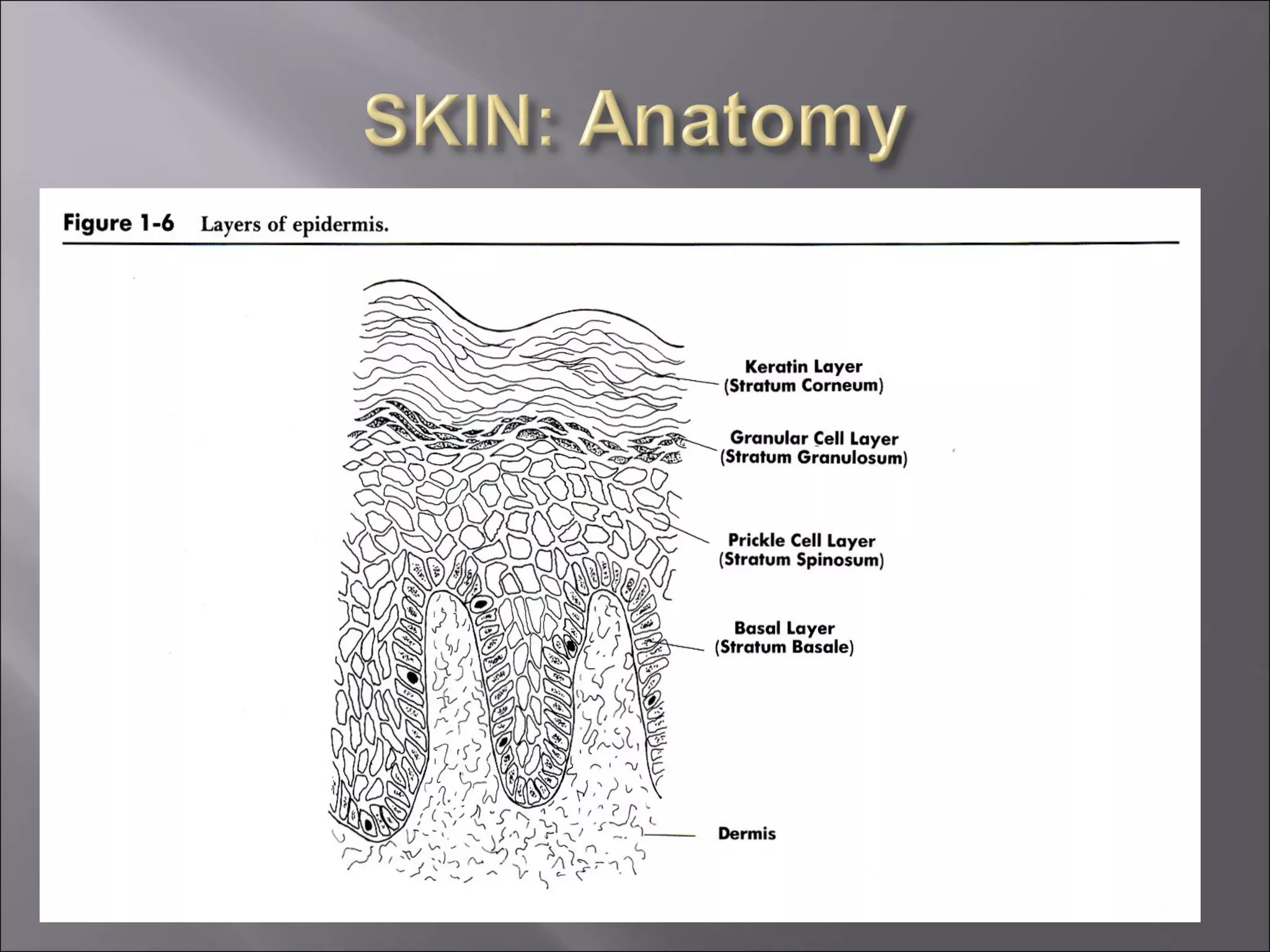 Skin graft , split skin grafting, STG , SSG , split thickness graft ...