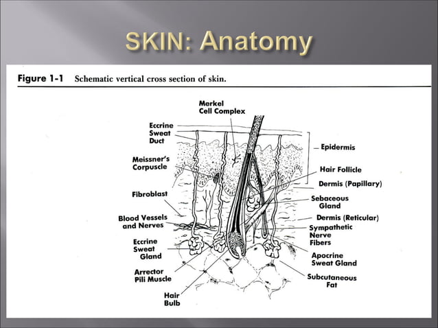 Skin graft , split skin grafting, STG , SSG , split thickness graft ...