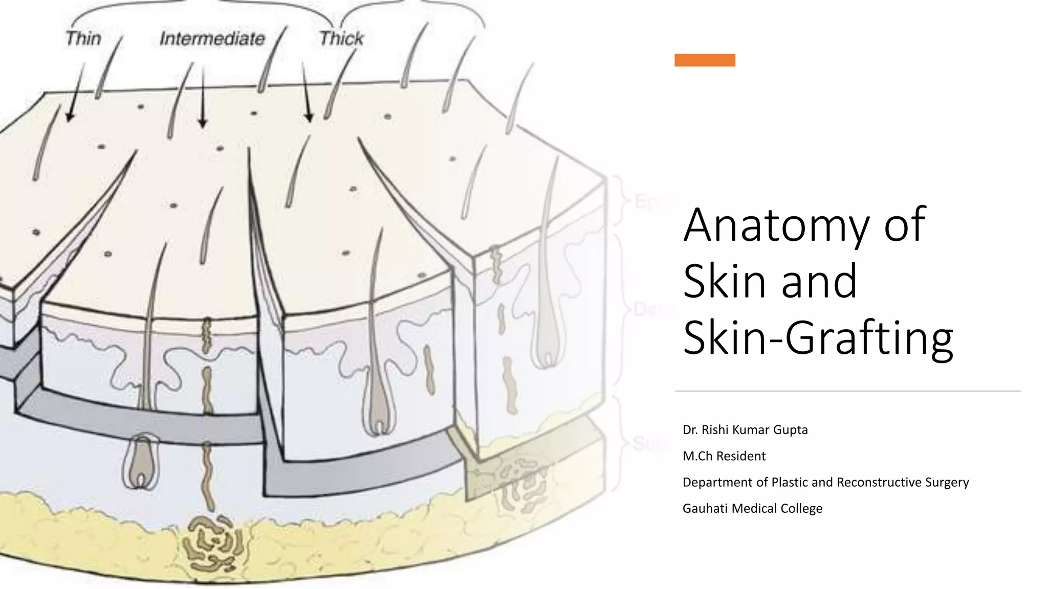 Brief Anatomy of Skin and Skin Grafting | PPTX
