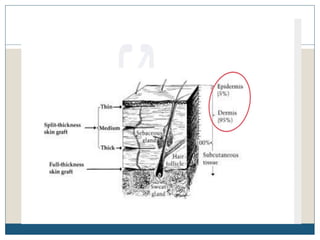 Skin grafting-anatomy, stages, types .pptx