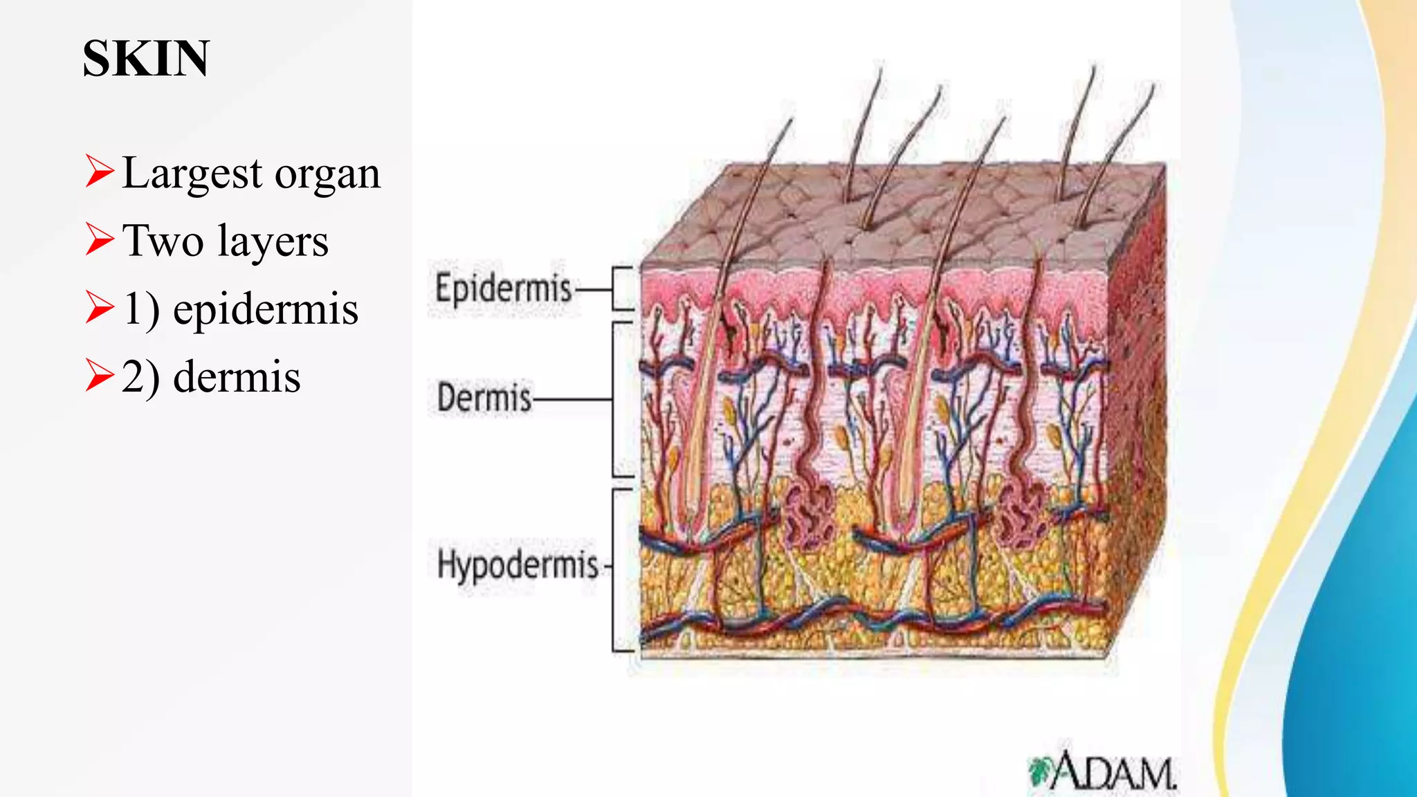 Skin grafts and skin flaps | PPTX