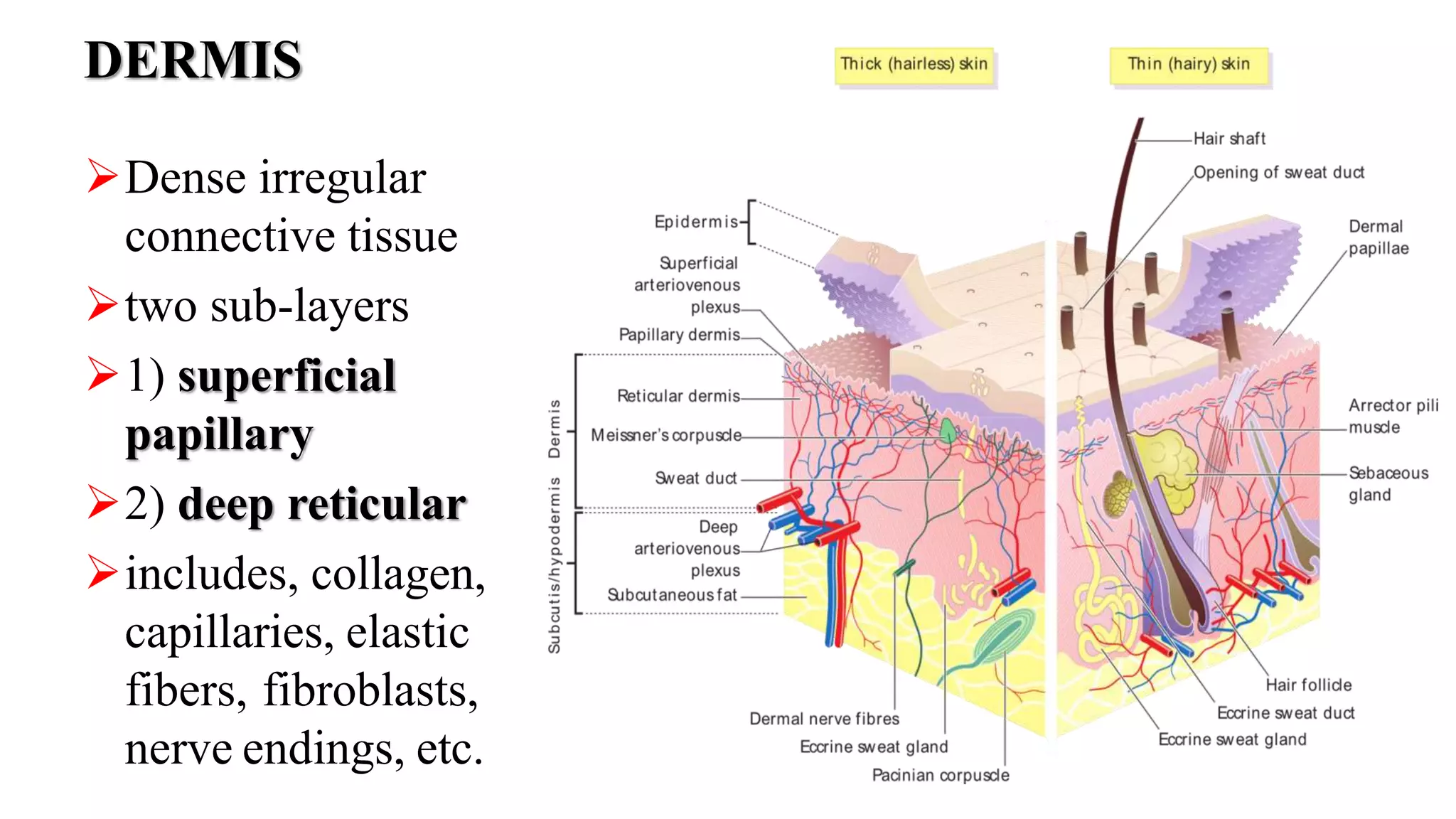 Skin grafts and skin flaps | PPTX