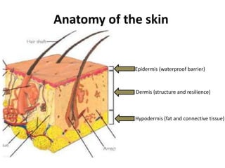 Skin & hair | PPT