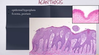 Skin histo patho changes dermatology ppt | PPTX