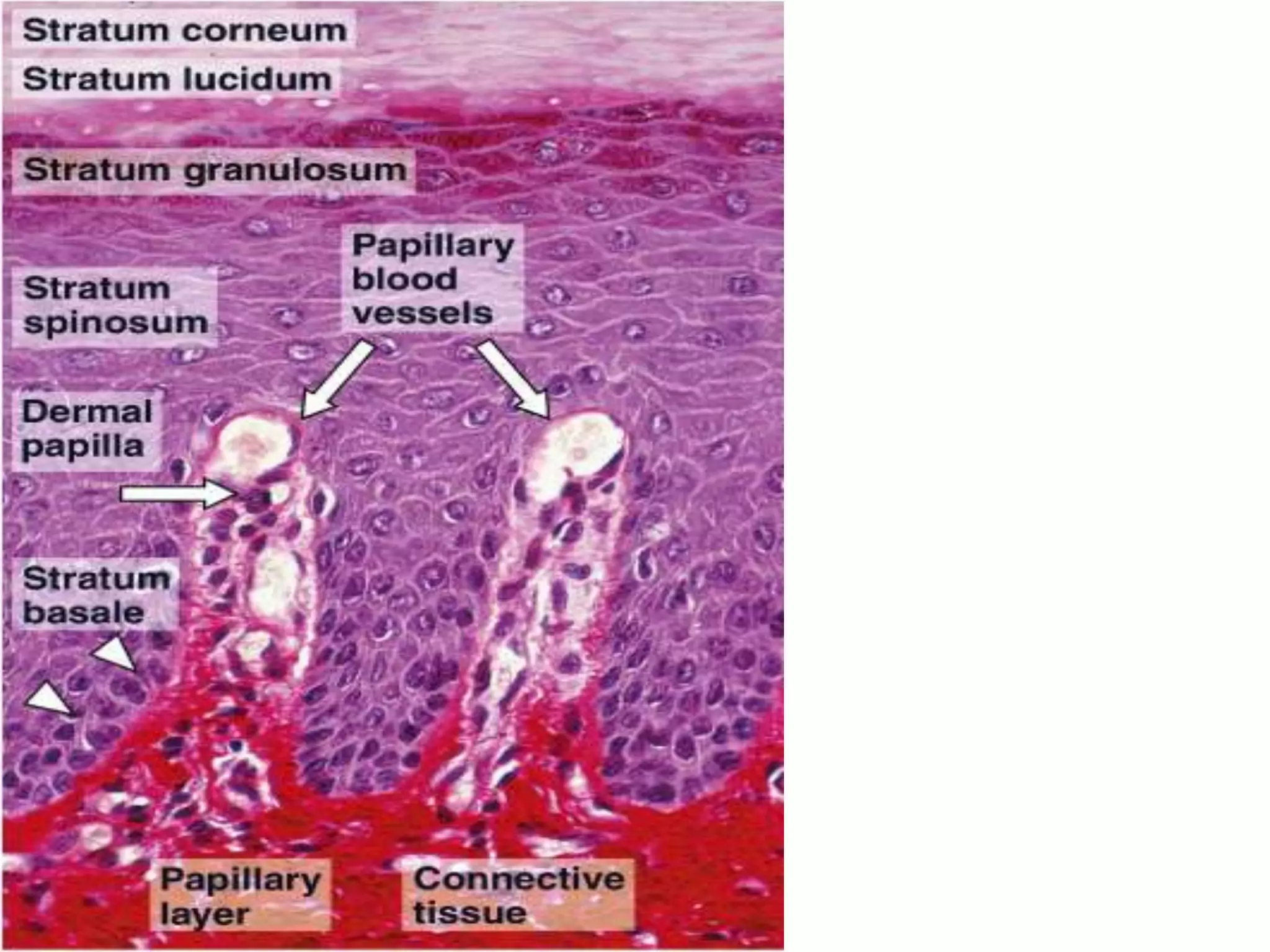 Skin histology | PPTX