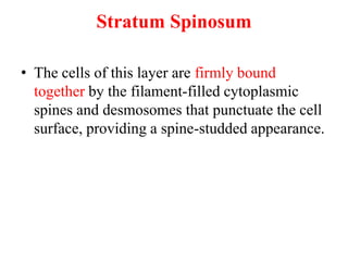 Skin histology | PPTX