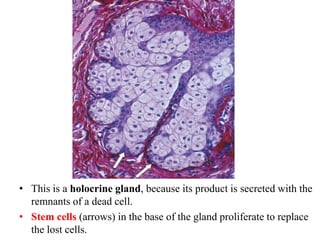 Skin histology | PPTX