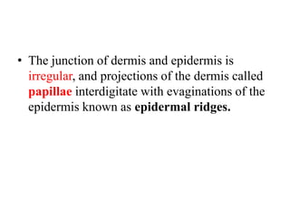Skin histology | PPTX