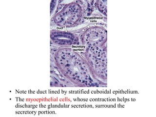 Skin histology | PPTX