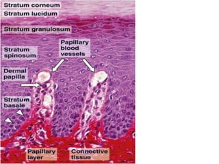 Dermal Papilla Histology