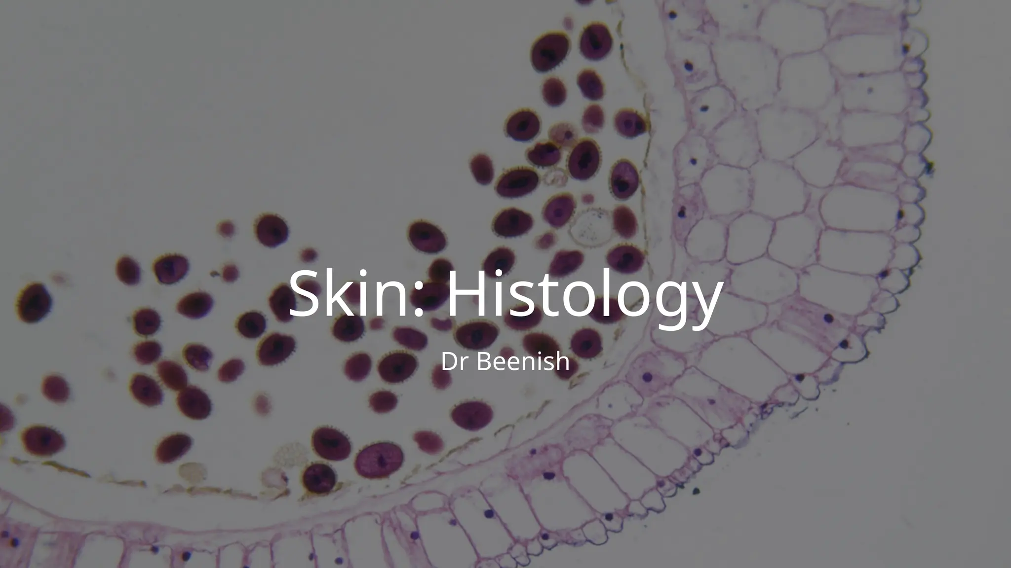 Skin Histology, Skin Glands, Skin Slides | PPTX