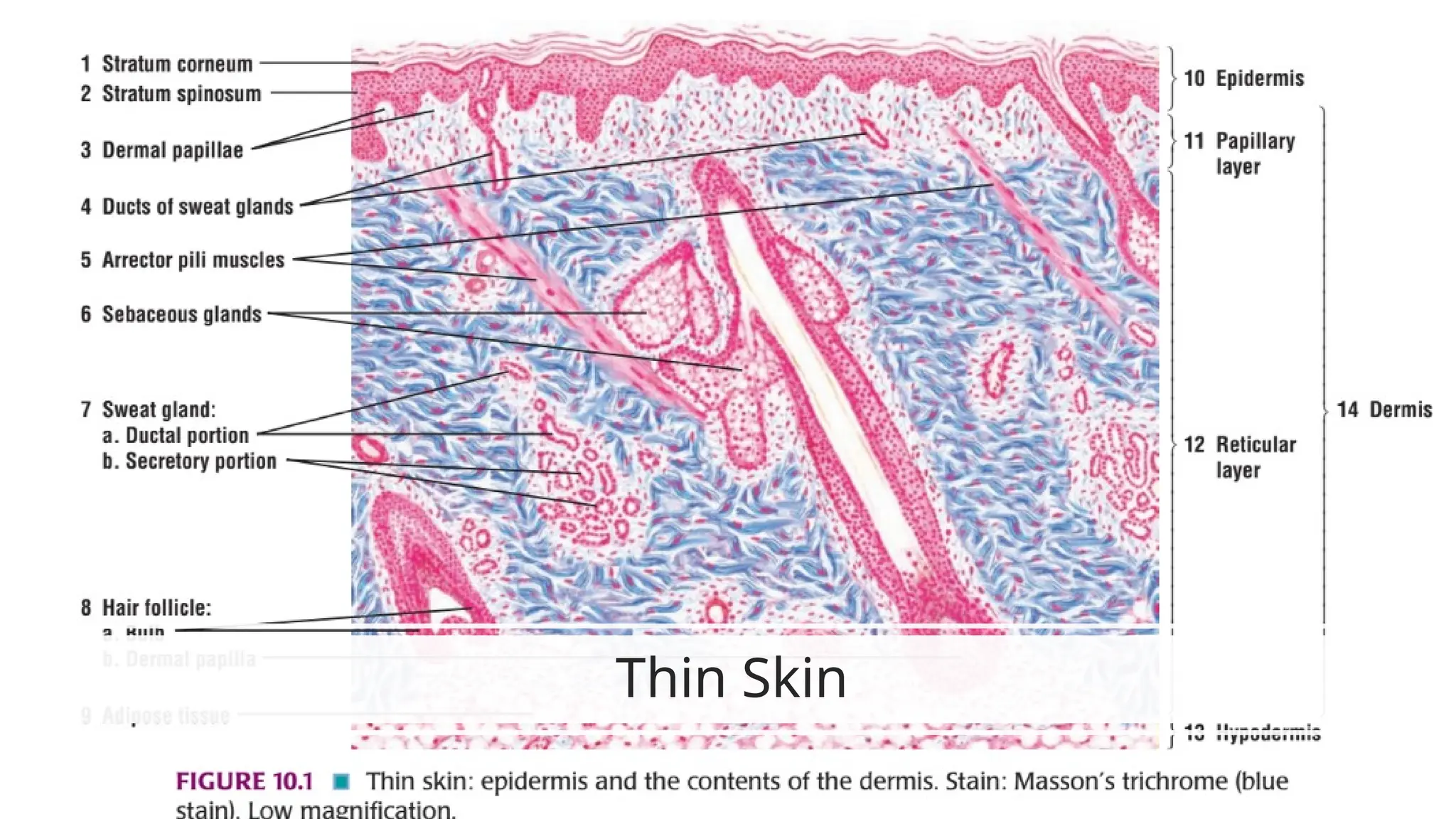 Skin Histology, Skin Glands, Skin Slides | PPTX