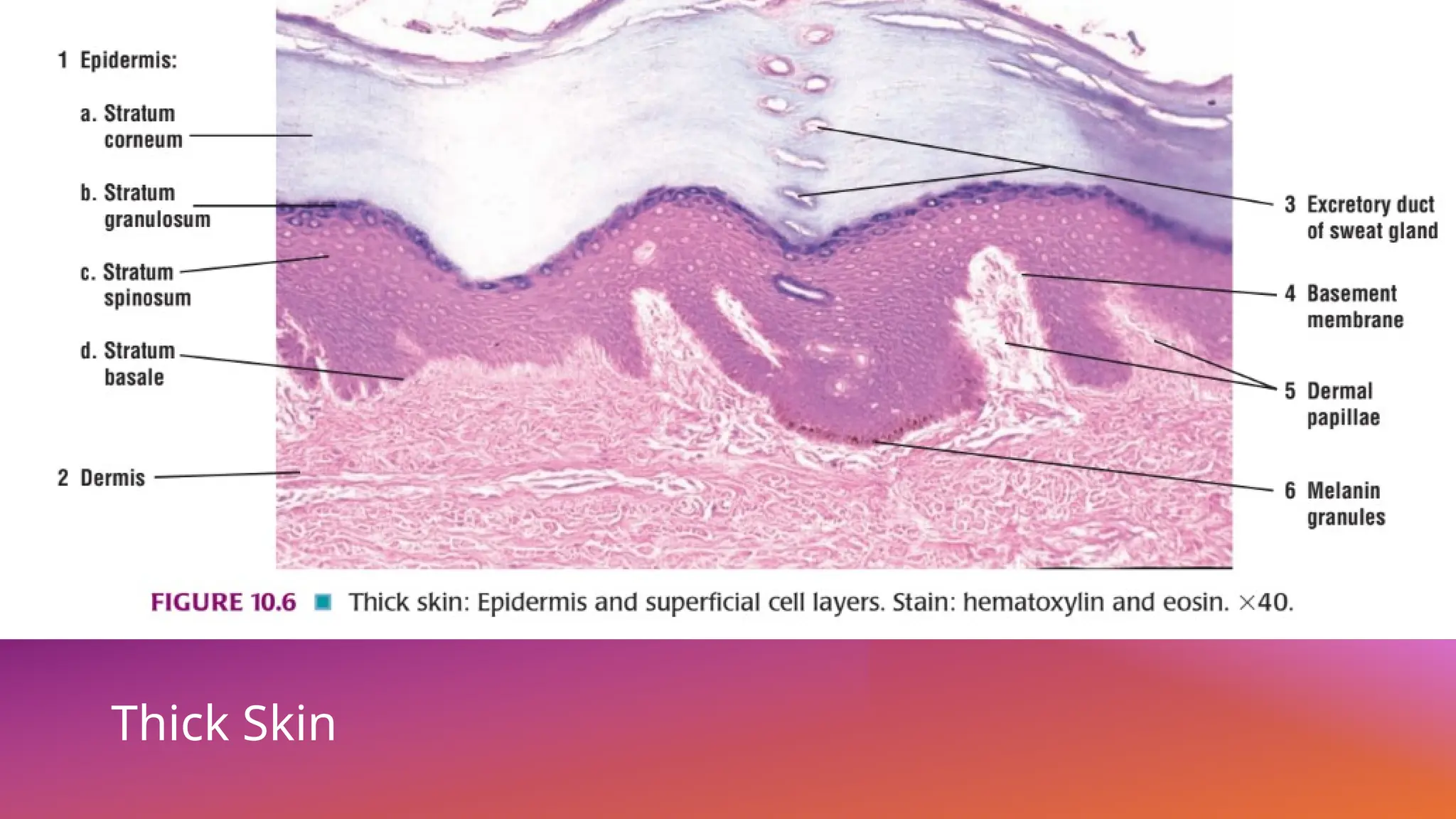 Skin Histology, Skin Glands, Skin Slides | PPTX