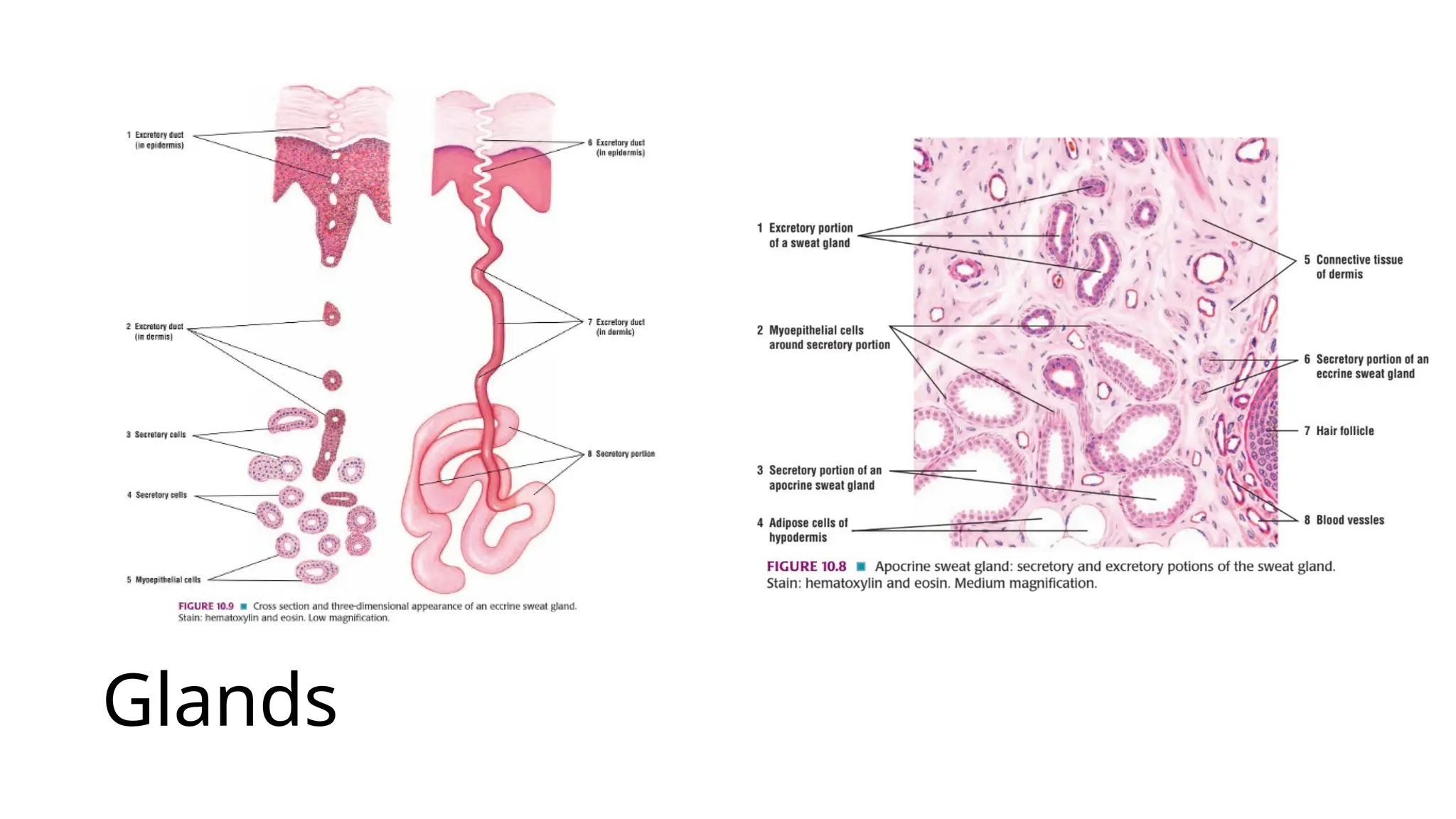 Skin Histology, Skin Glands, Skin Slides | PPTX