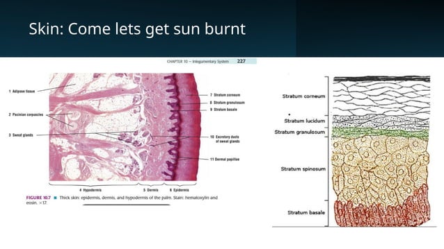Skin Histology, Skin Glands, Skin Slides | PPTX