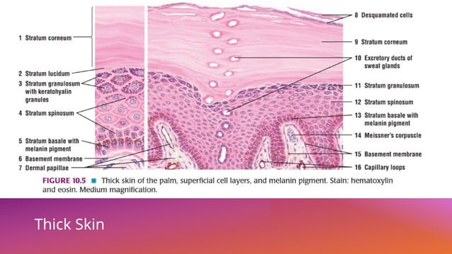 Skin Histology, Skin Glands, Skin Slides | PPTX