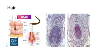 Skin Histology, Skin Glands, Skin Slides | PPTX