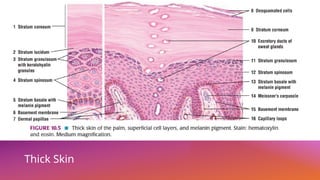 Skin Histology.pptx. Skin Histology , Microscopic images | PPT