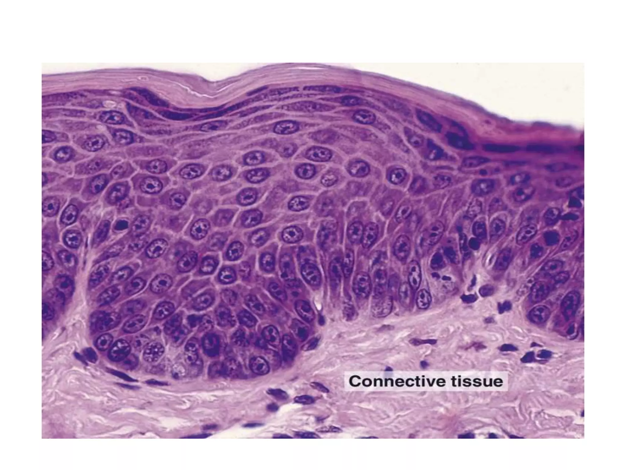Normal Skin histology | PPTX