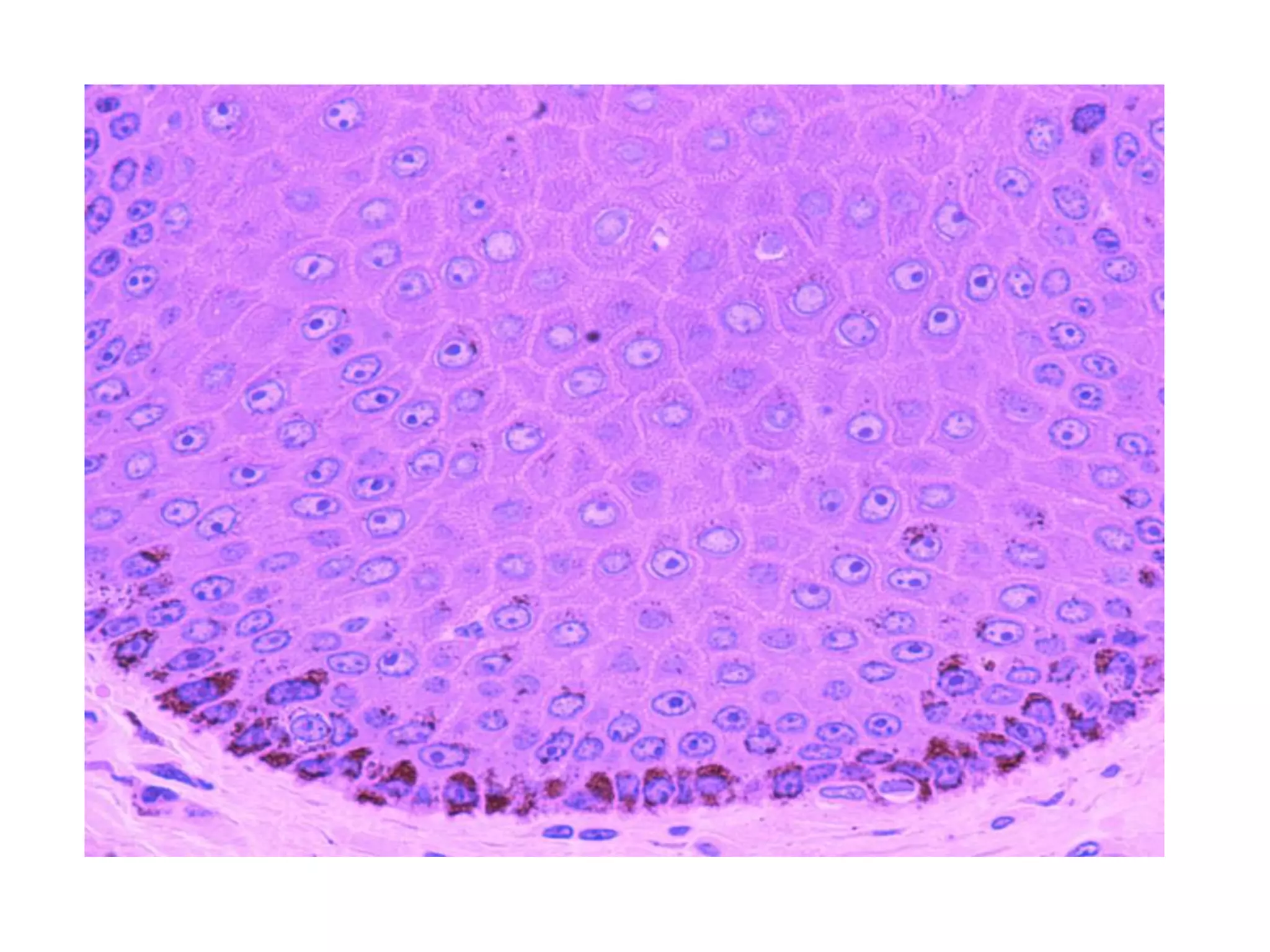 Normal Skin histology | PPTX