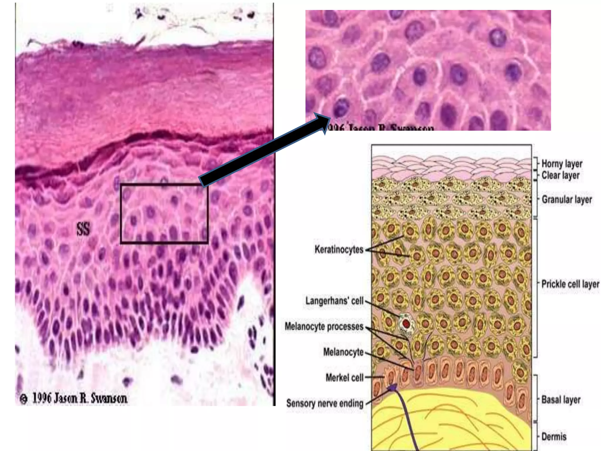 Normal Skin histology | PPTX