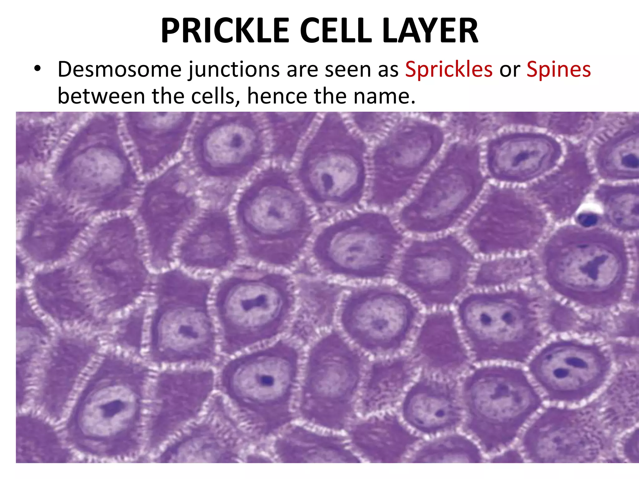 Normal Skin histology | PPTX