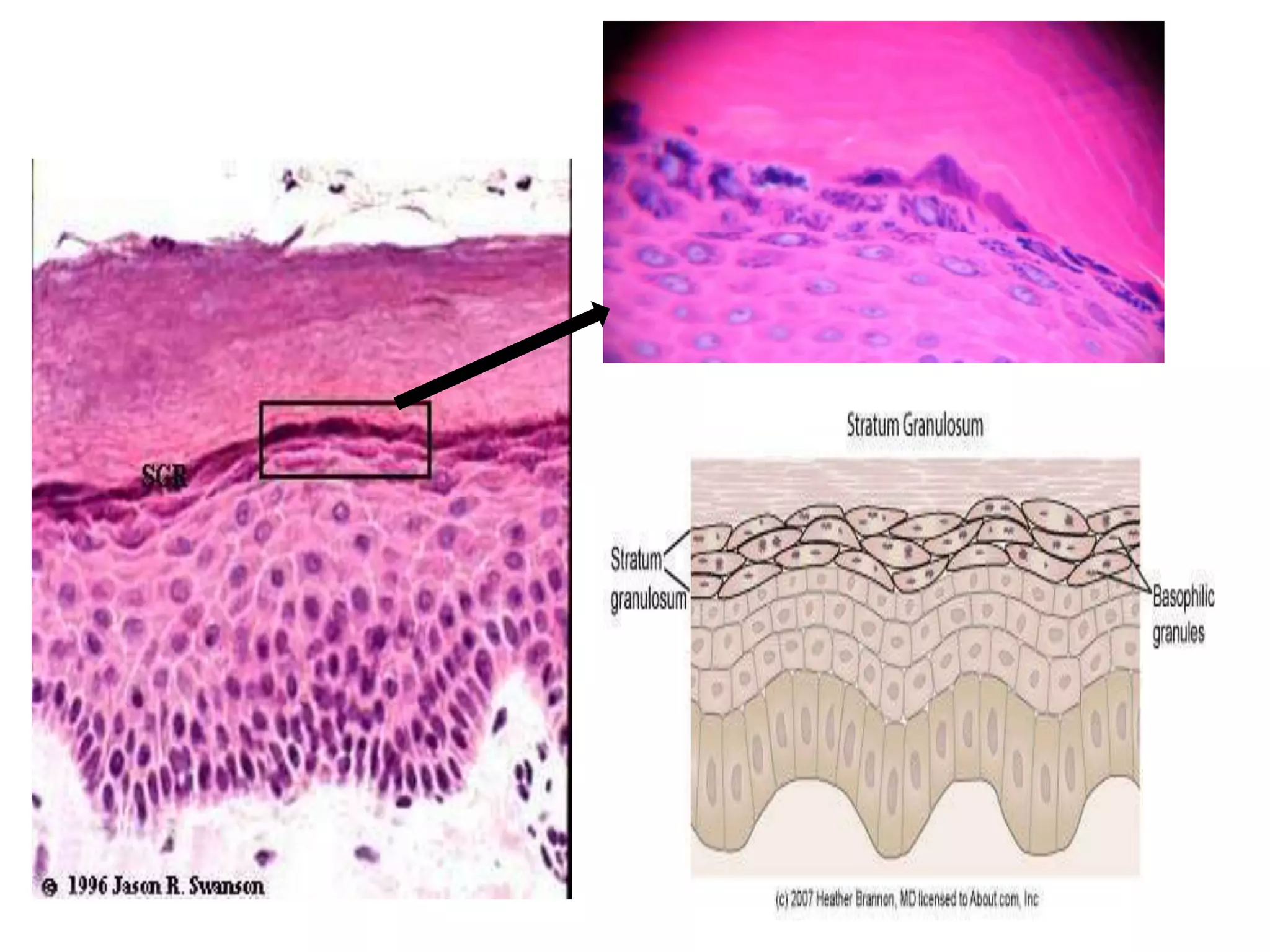 Normal Skin histology | PPTX