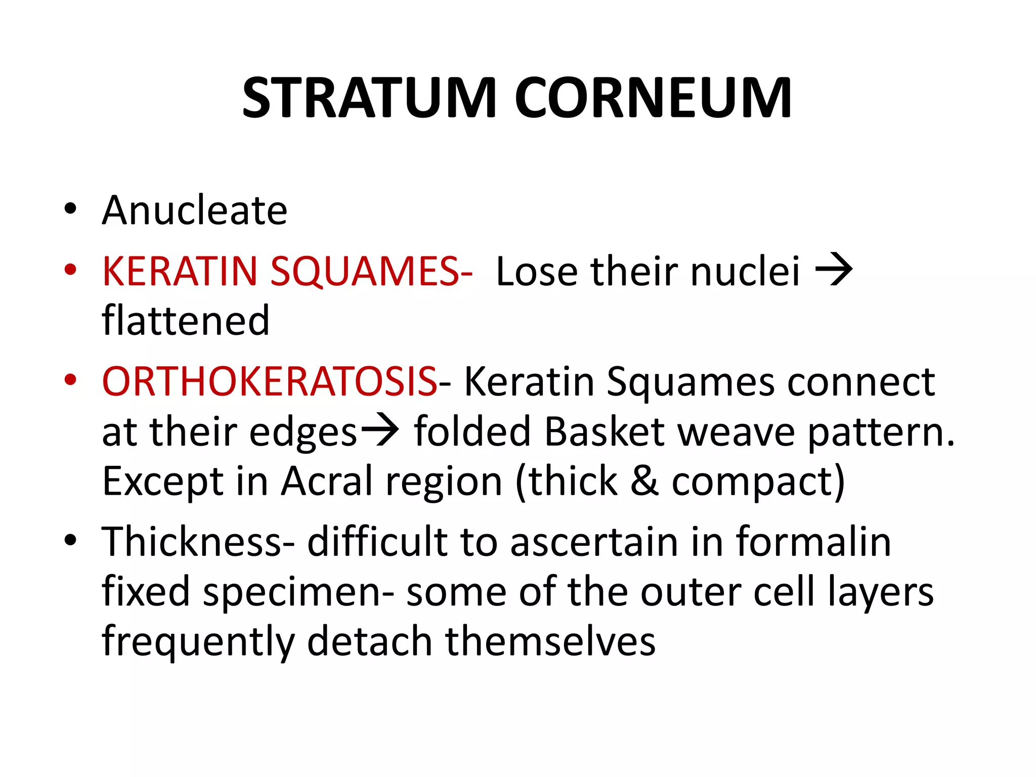 Normal Skin histology | PPTX