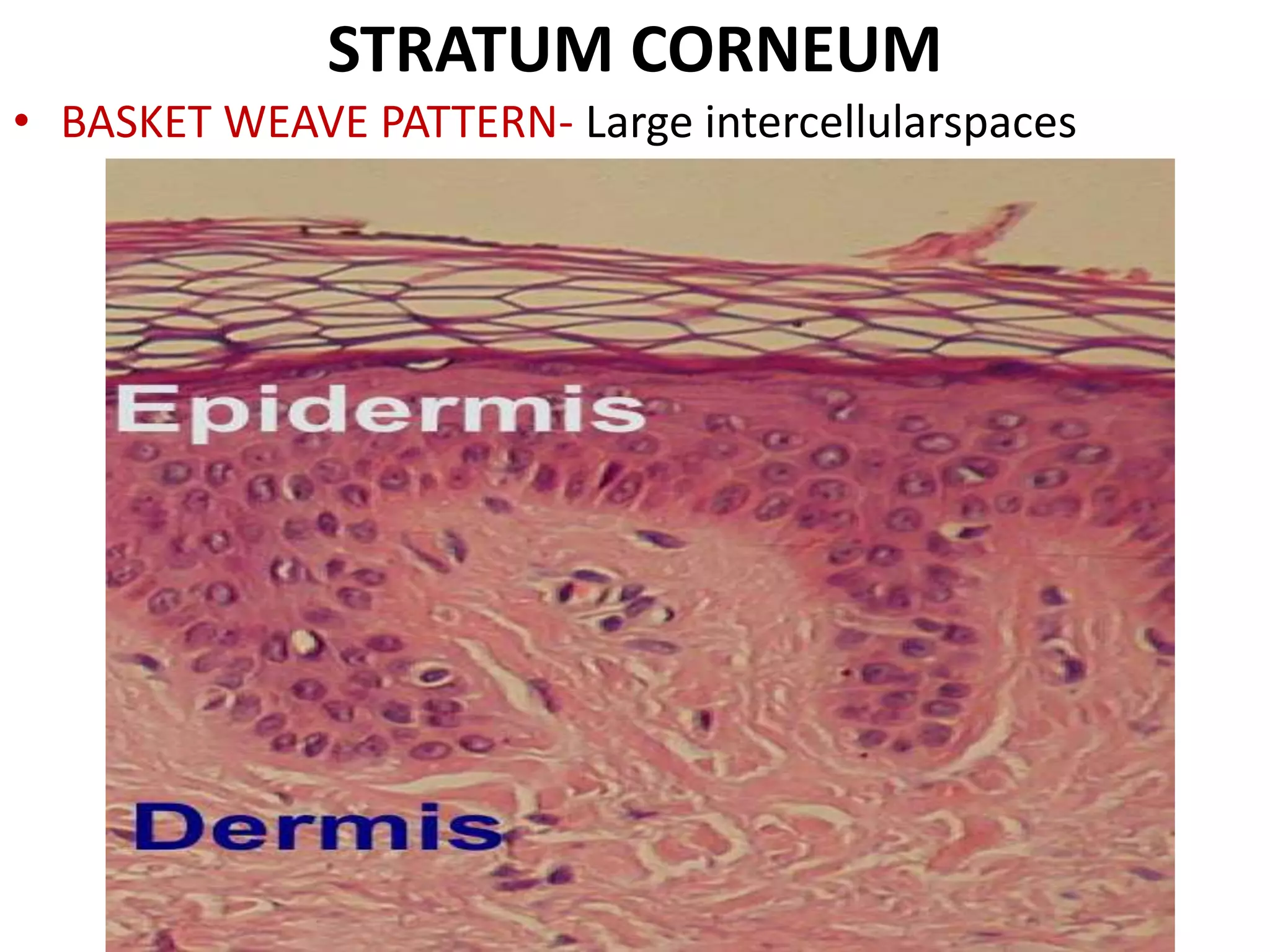 Normal Skin histology | PPTX