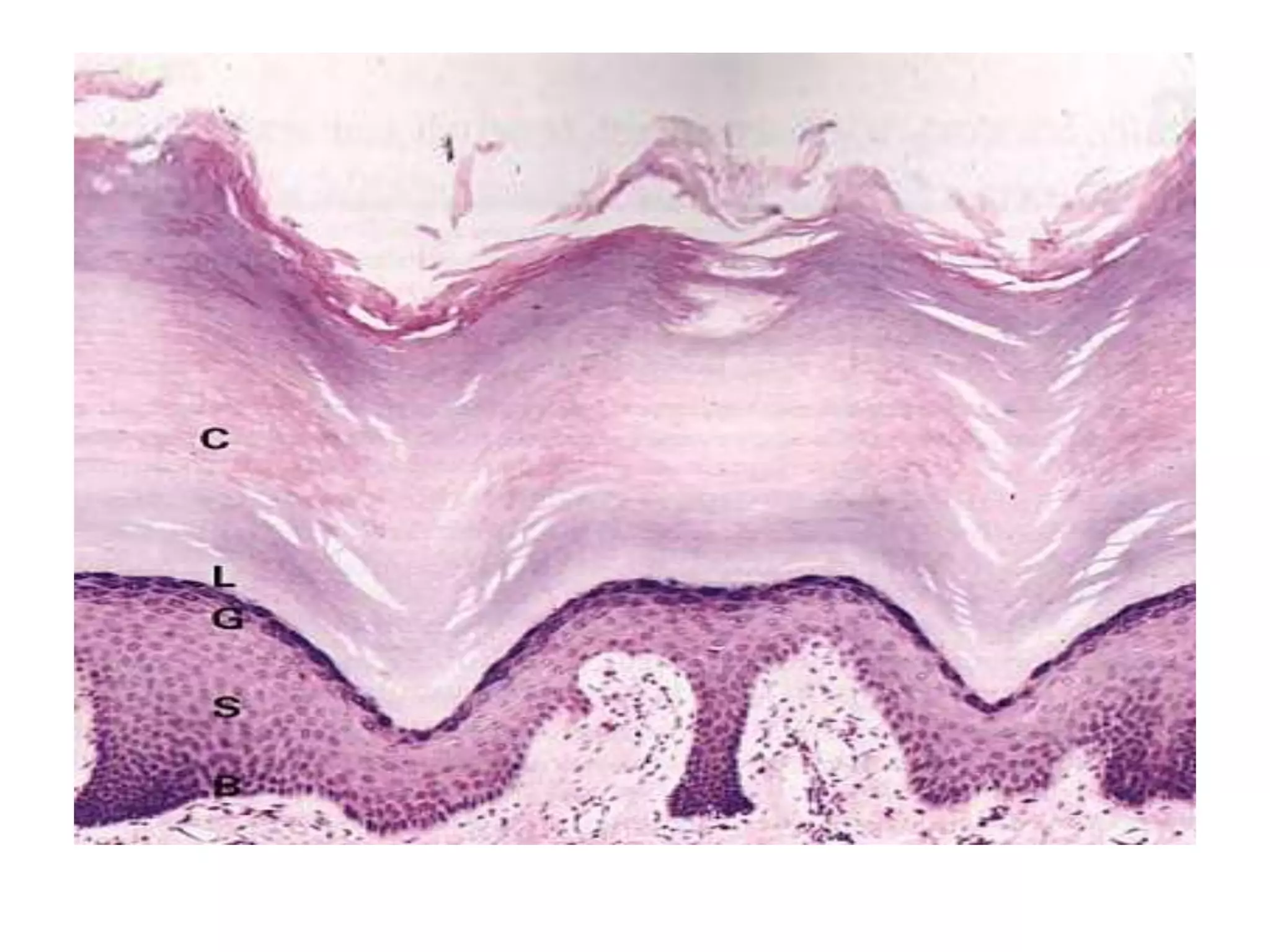 Normal Skin histology | PPTX