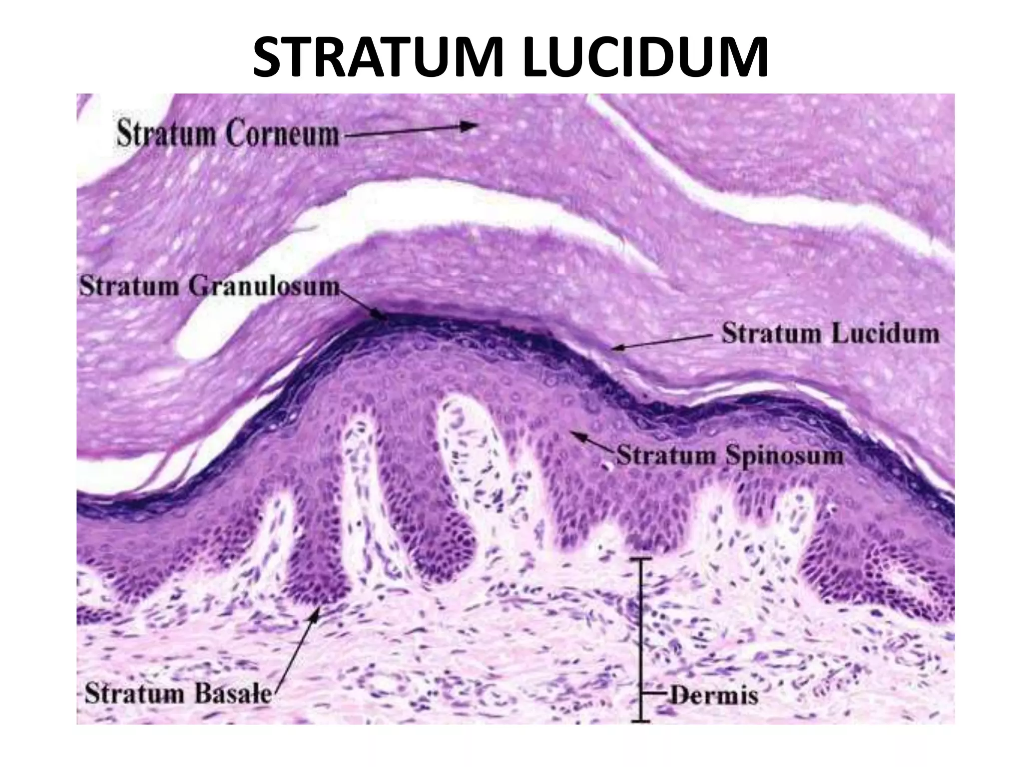 Normal Skin histology | PPTX