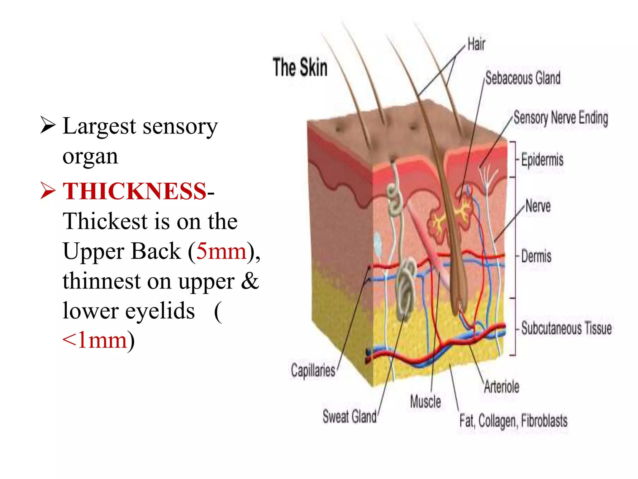 Normal Skin histology | PPTX
