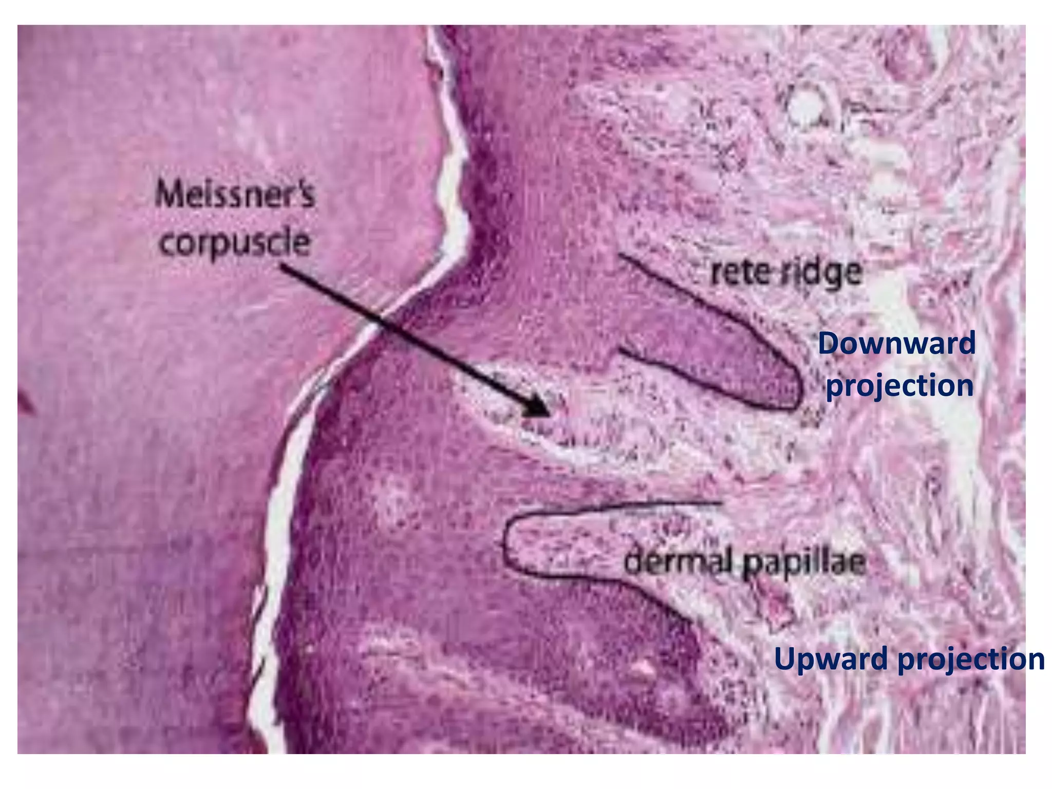 Normal Skin histology | PPTX