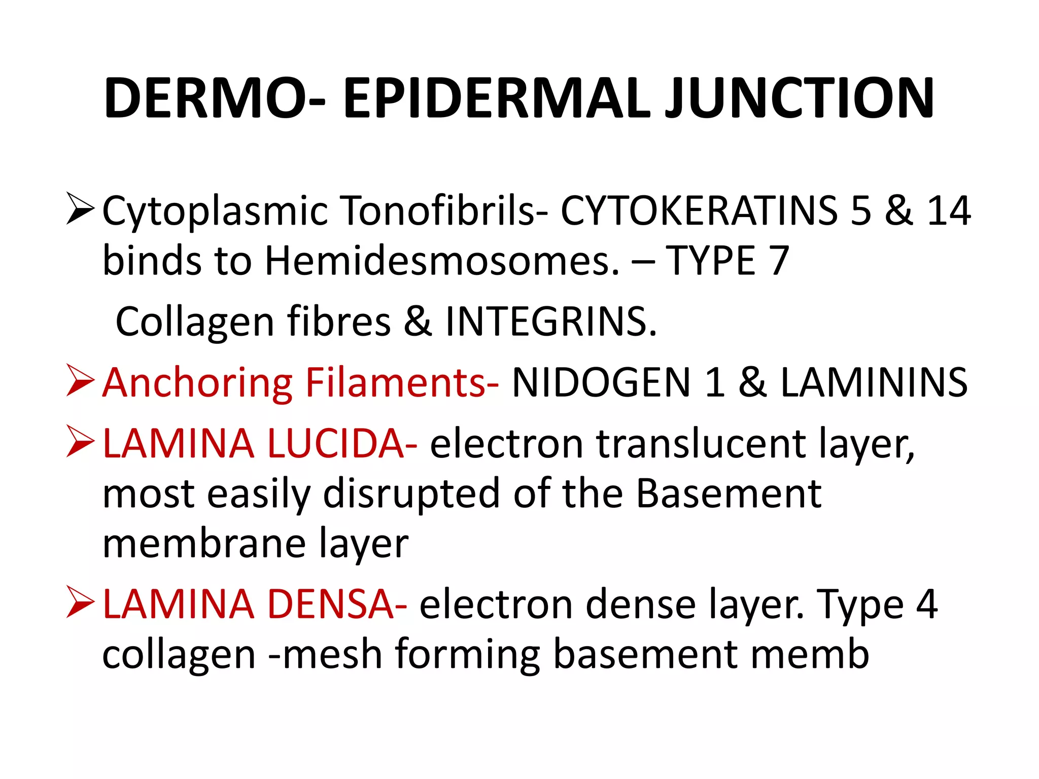 Normal Skin histology | PPTX