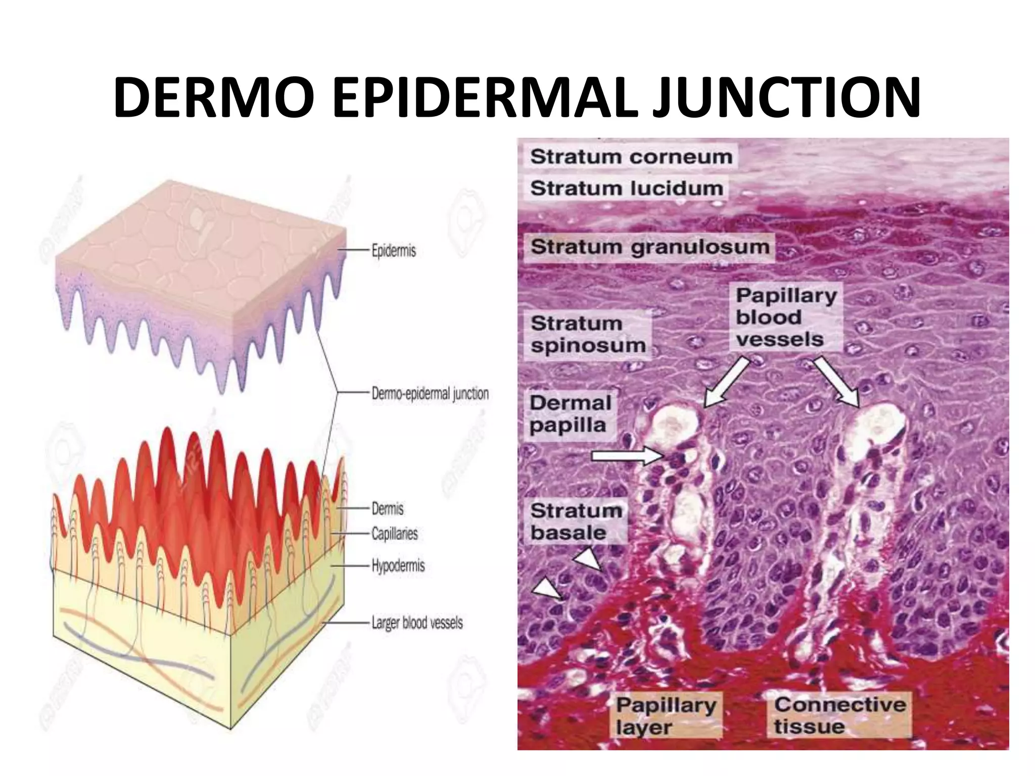 Normal Skin histology | PPTX