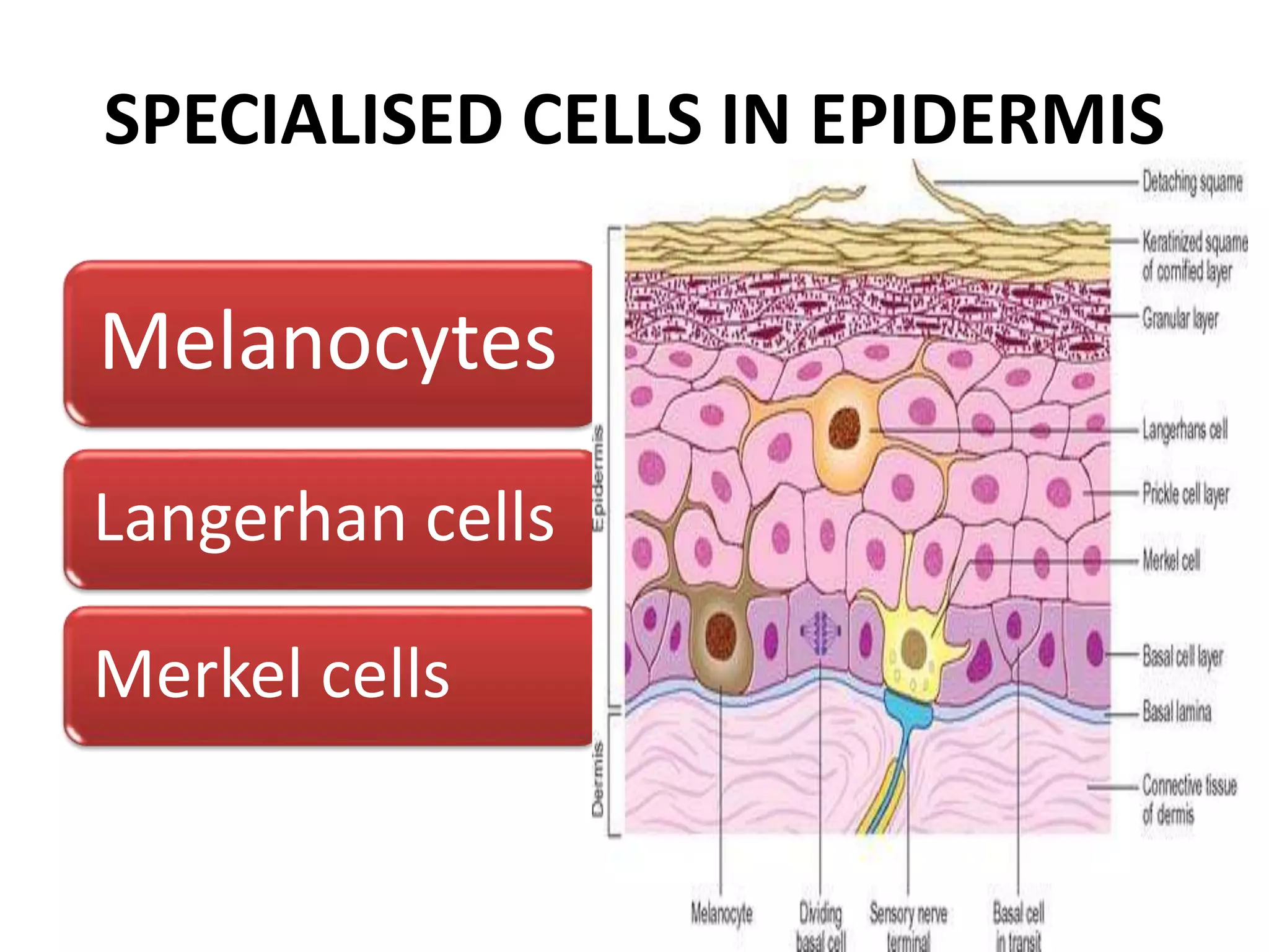 Normal Skin histology | PPTX