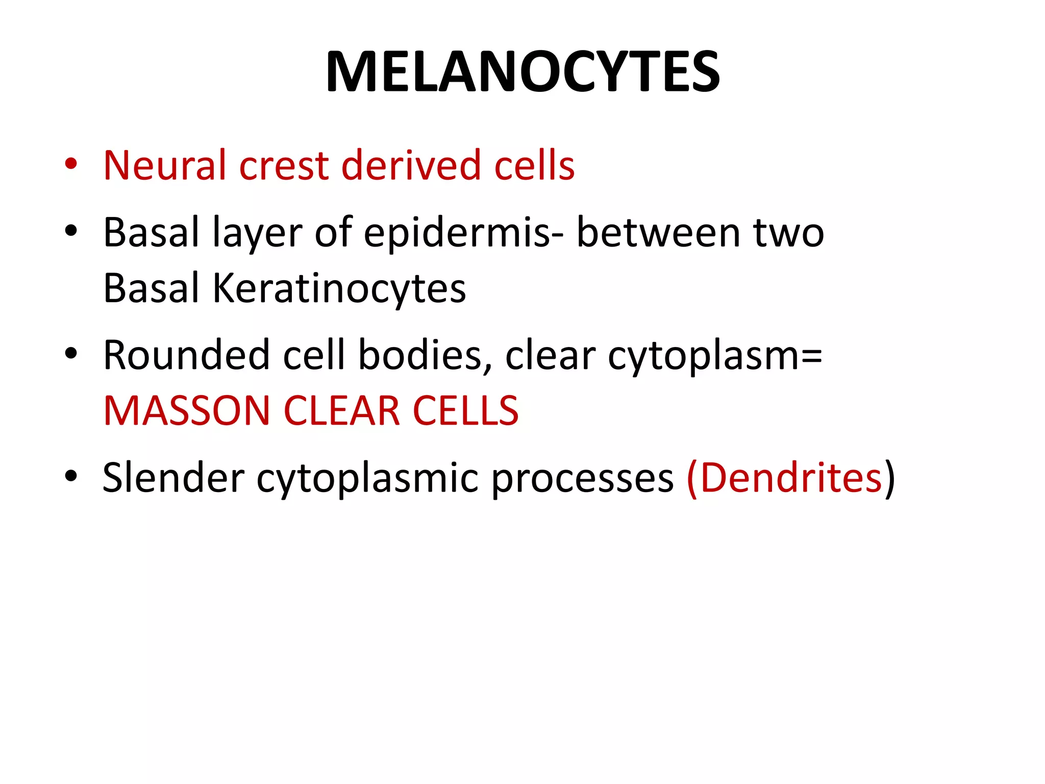 Normal Skin histology | PPTX