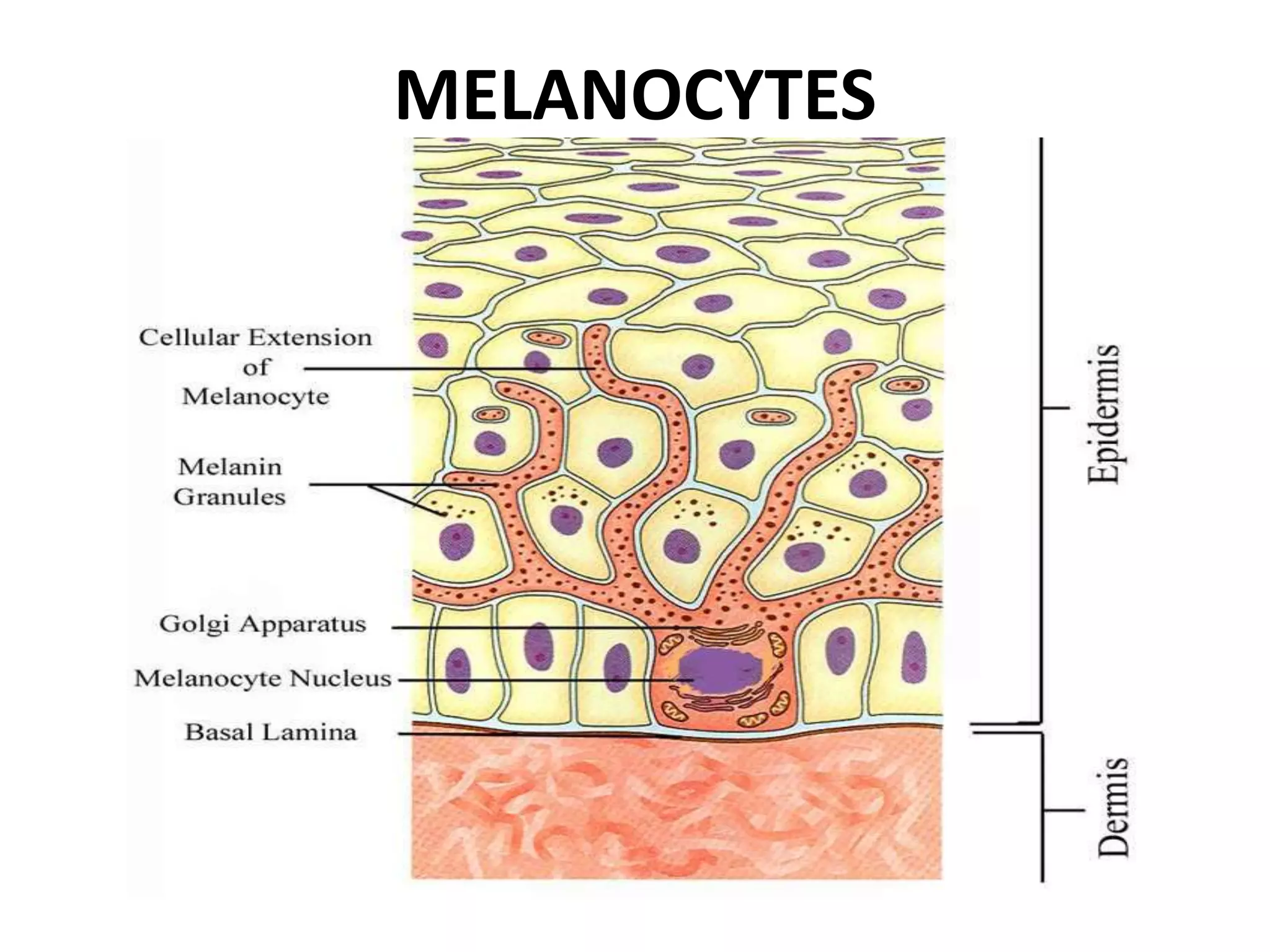 Normal Skin histology | PPTX