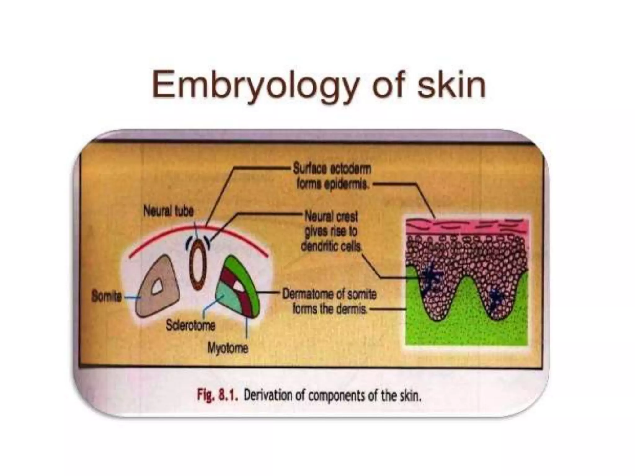 Normal Skin histology | PPTX
