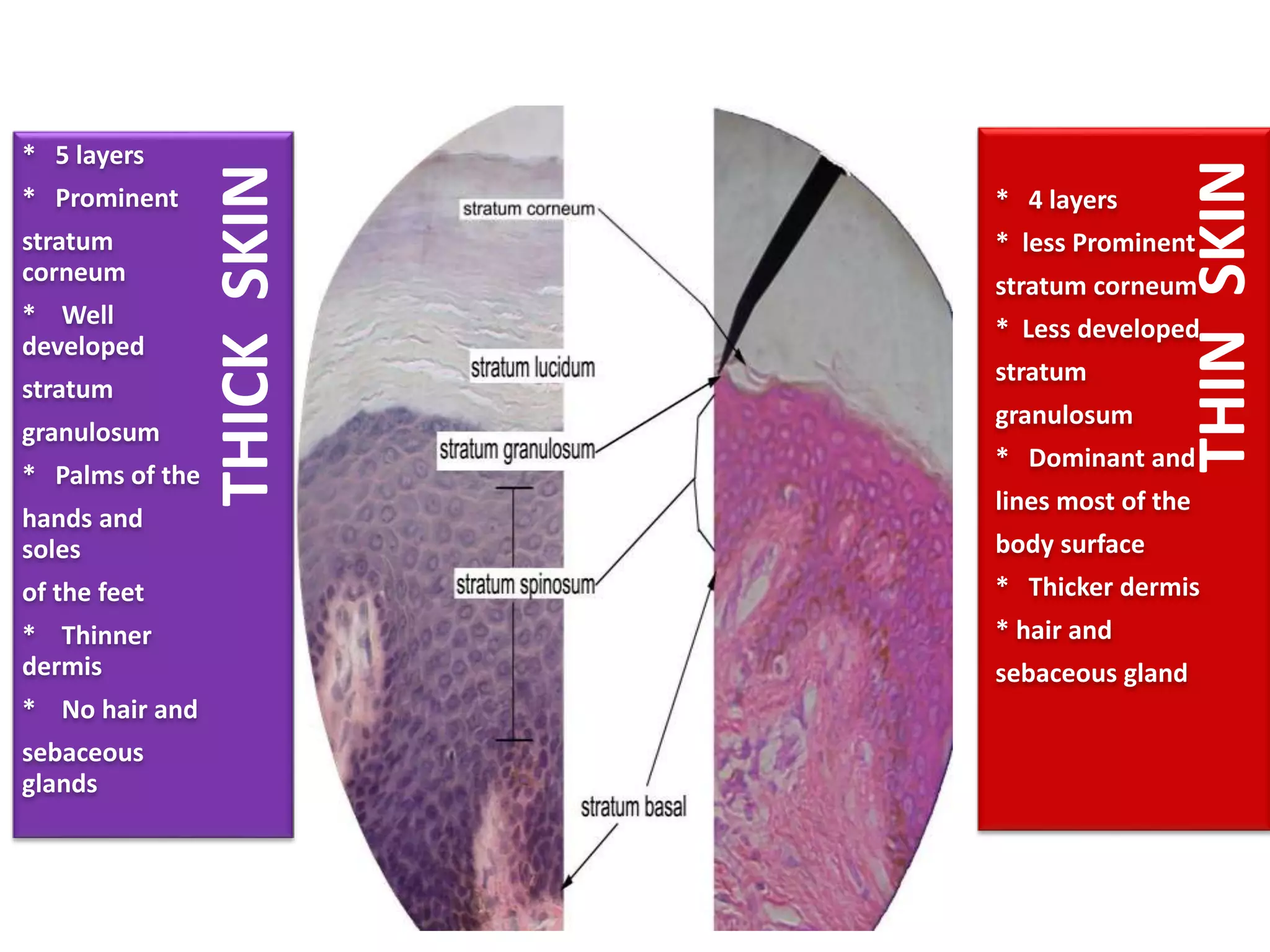 Normal Skin histology | PPTX