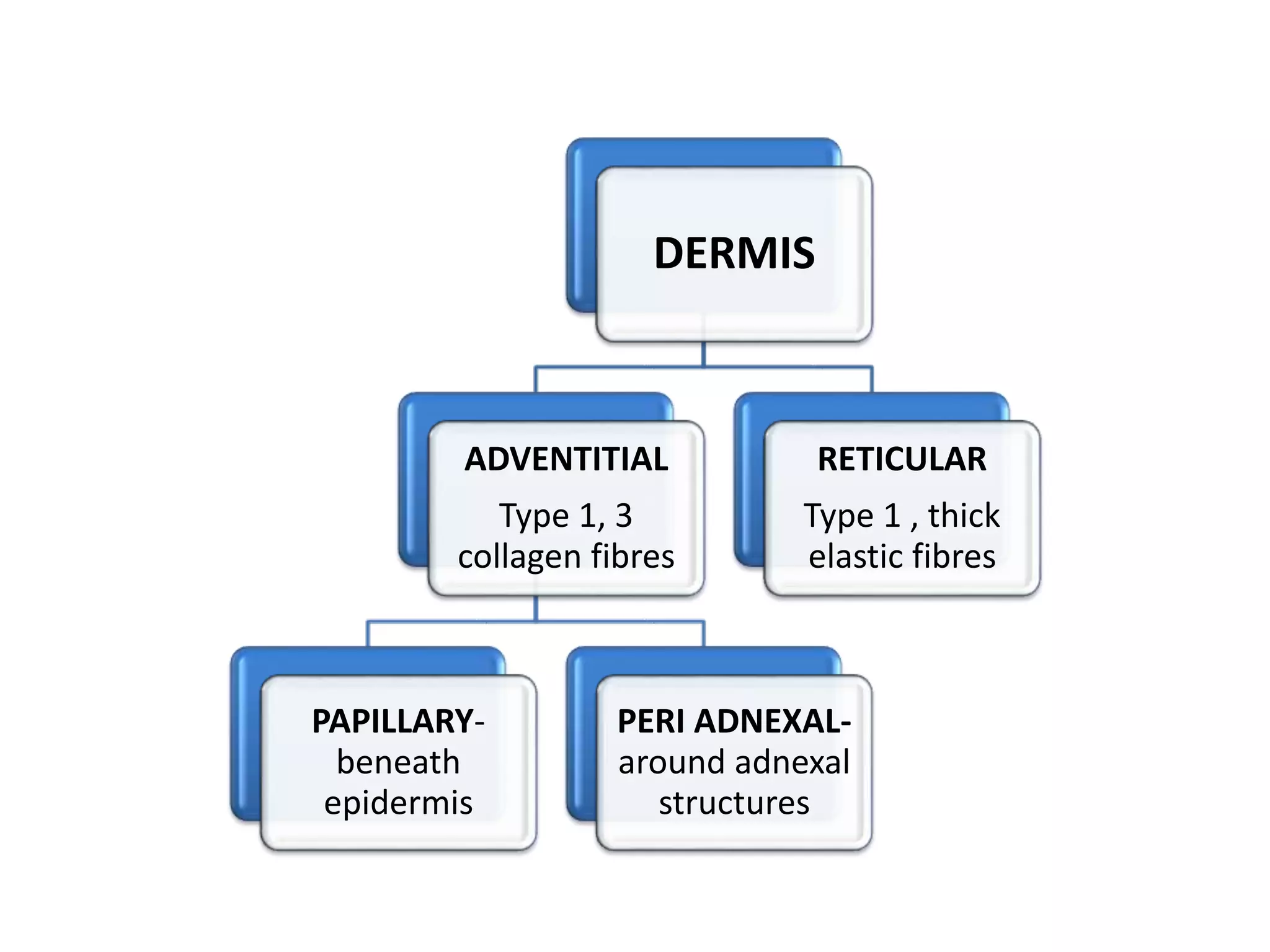 Normal Skin histology | PPTX