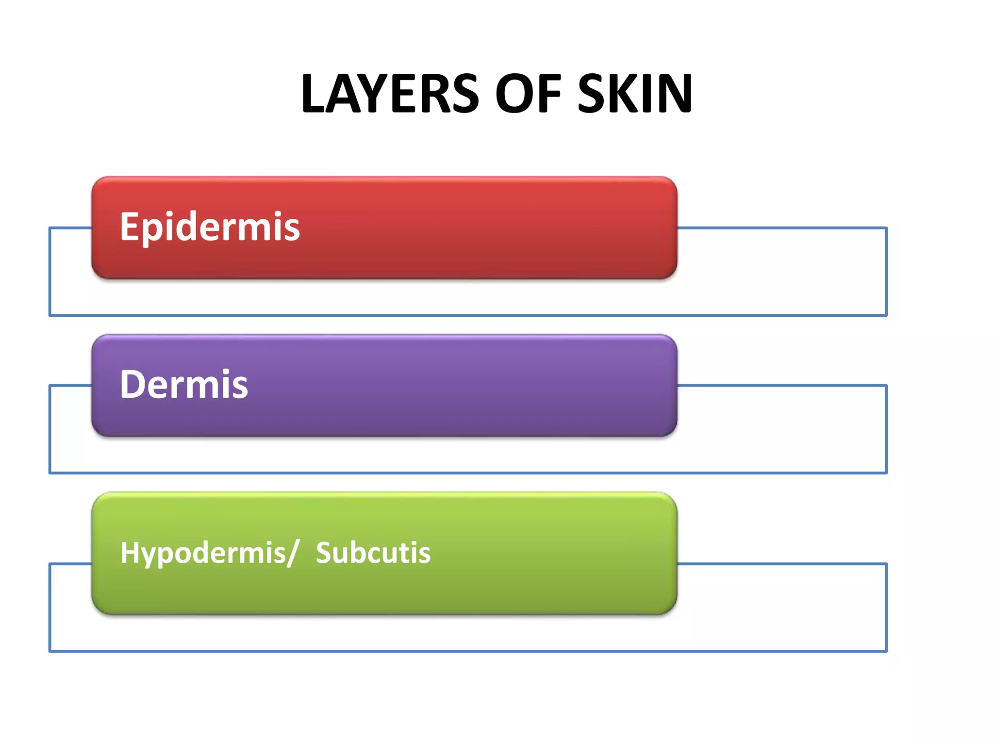 Normal Skin histology | PPTX
