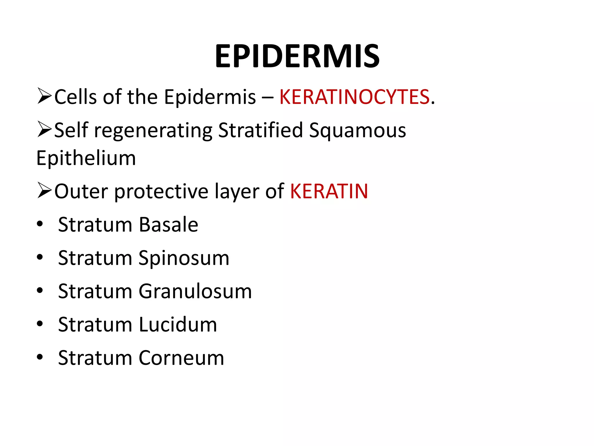 Normal Skin histology | PPTX