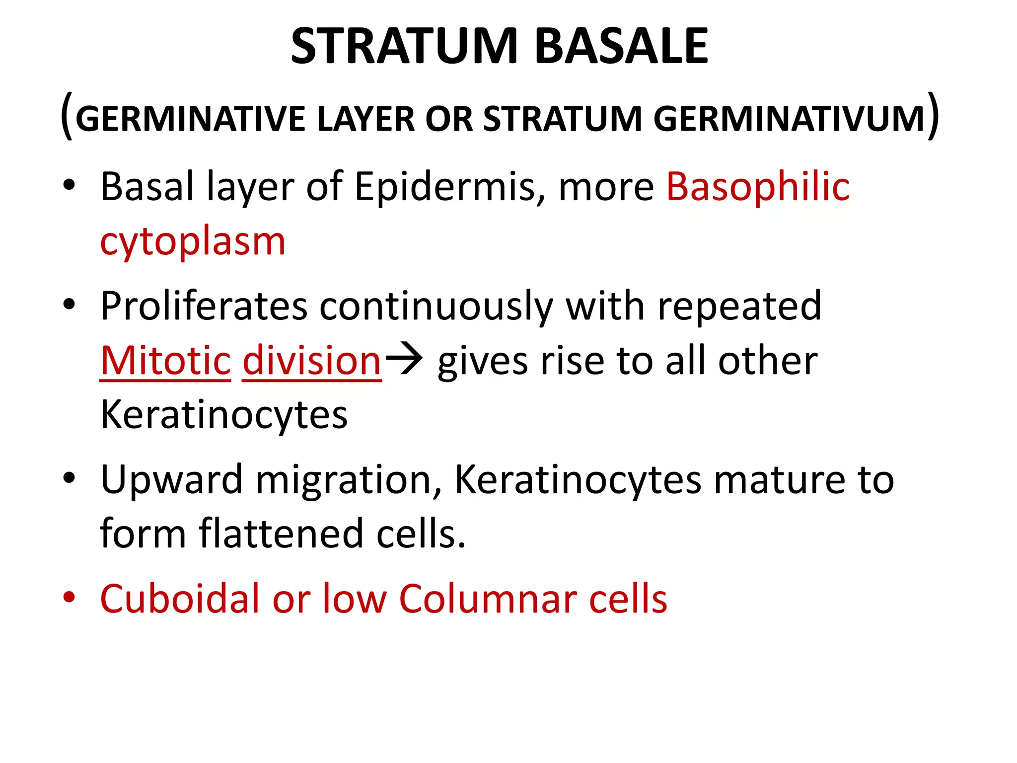 Normal Skin histology | PPTX