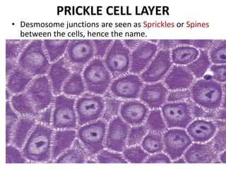 Normal Skin histology | PPTX