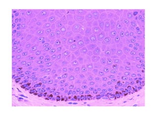 Normal Skin histology | PPTX